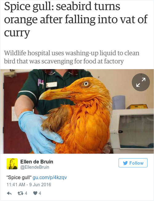 The internet is obsessed with this seagull that fell into a bucket of curry