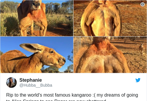 Tributes paid as 'Australian icon' Roger the Kangaroo dies aged 12