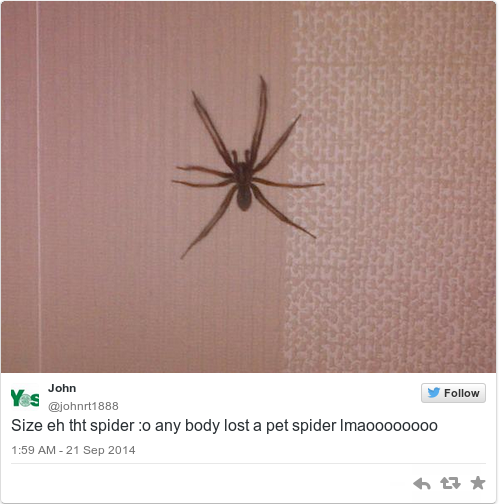 Ireland's 'giant spider invasion' is real... but here's what you need ...