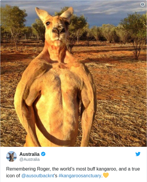 Tributes paid as 'Australian icon' Roger the Kangaroo dies aged 12